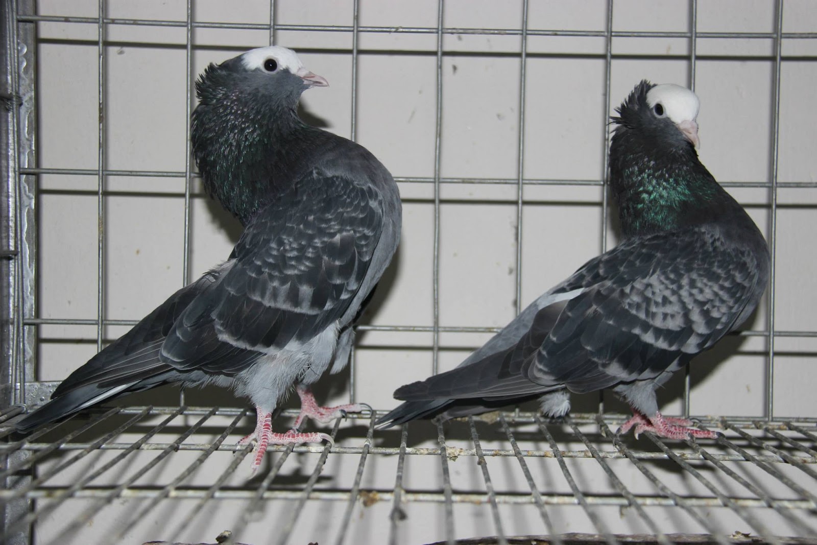 World of Pigeons and Doves: Mookee Pigeon