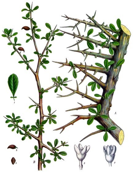 GOOD NEWS!: The Gift of Myrrh