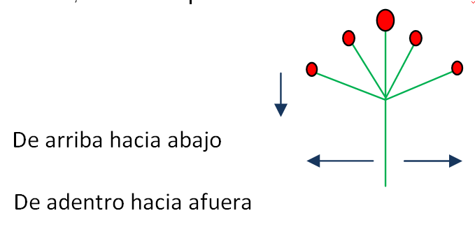 Inflorescencias : Inflorescencias
