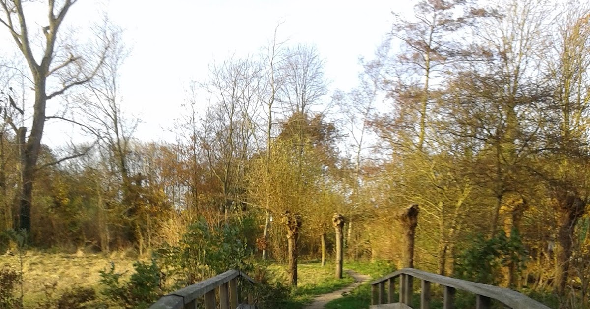 Natuurgedichten: VALS LICHT