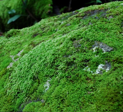 BioPlantae: Início sobre as Briófitas