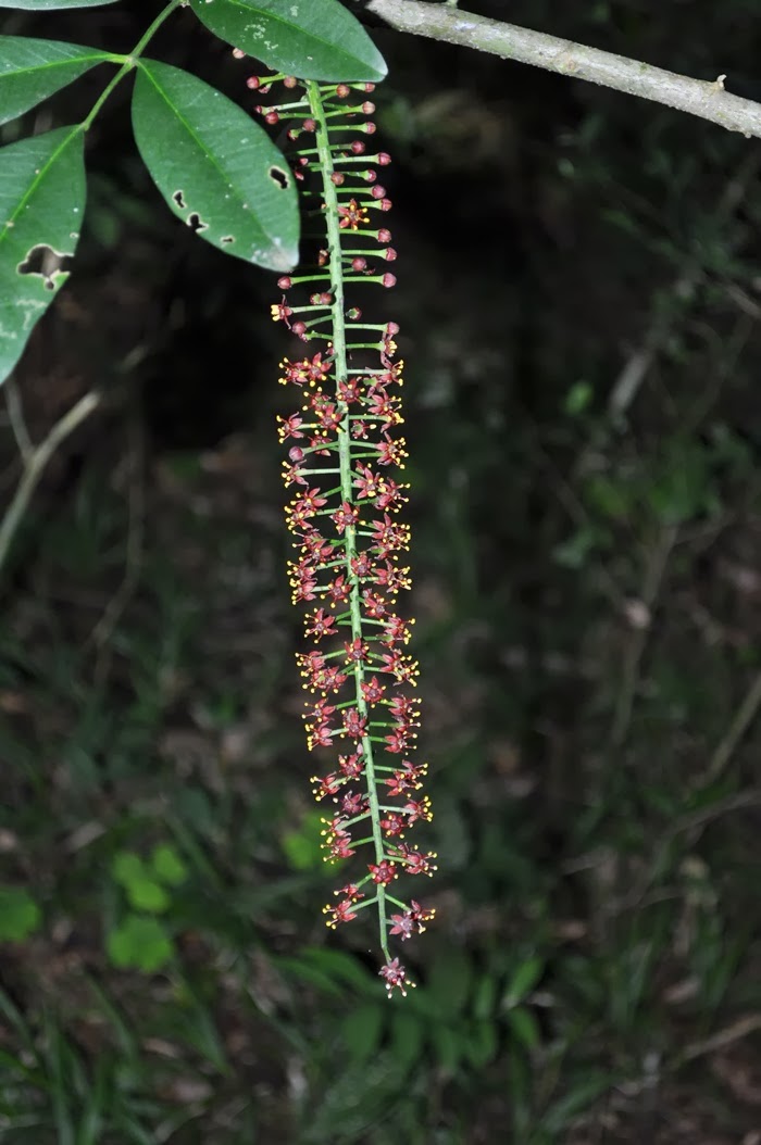 FLORA DE MISIONES Argentina: Pilocarpus pennatifolius Lem.