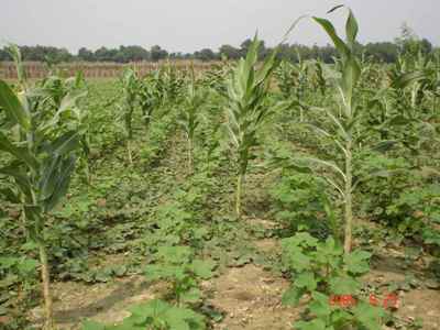Production Technology of Cotton in Bangladesh