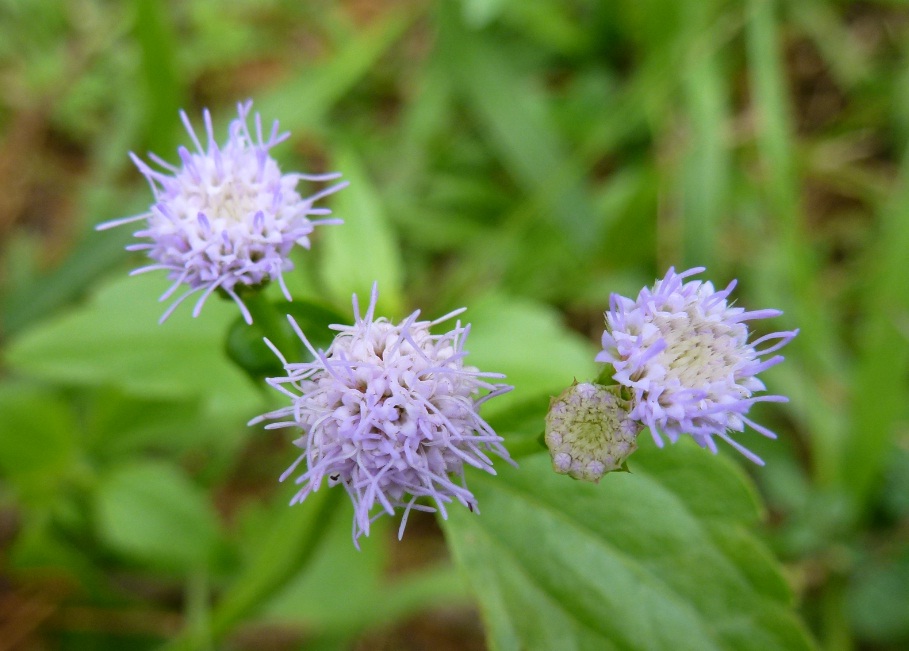 Greenfingers: Bunga Liar di Laman