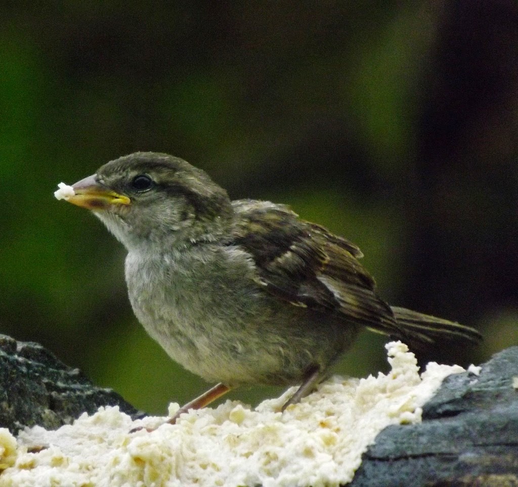 Dartmoor Ramblings: FIRST FLEDGLING
