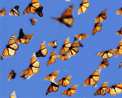 Mountain Seer: The Billion-Bug Highway (Video) *Enormous herd of ...