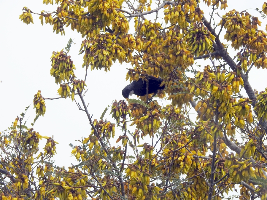 photographing New Zealand: kowhai and tuis