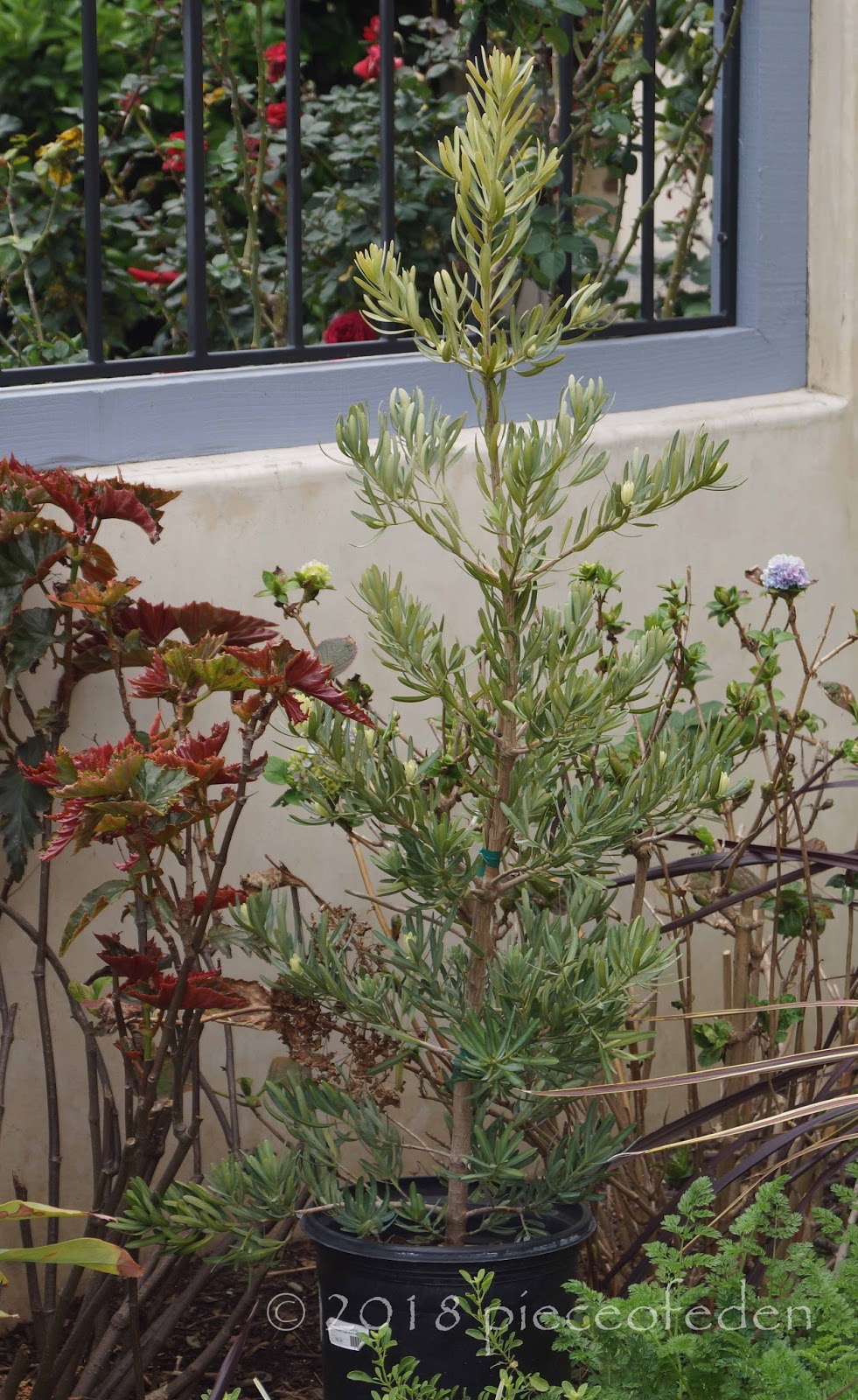 Podocarpus 'Icee Blue' Five Year Growth And Speaking Ofs