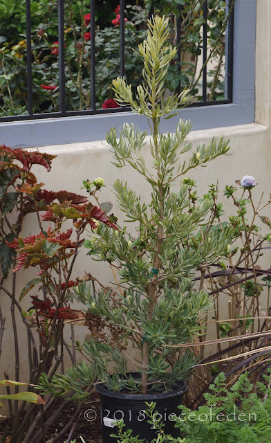 Podocarpus 'Icee Blue' Five Year Growth And Speaking Ofs