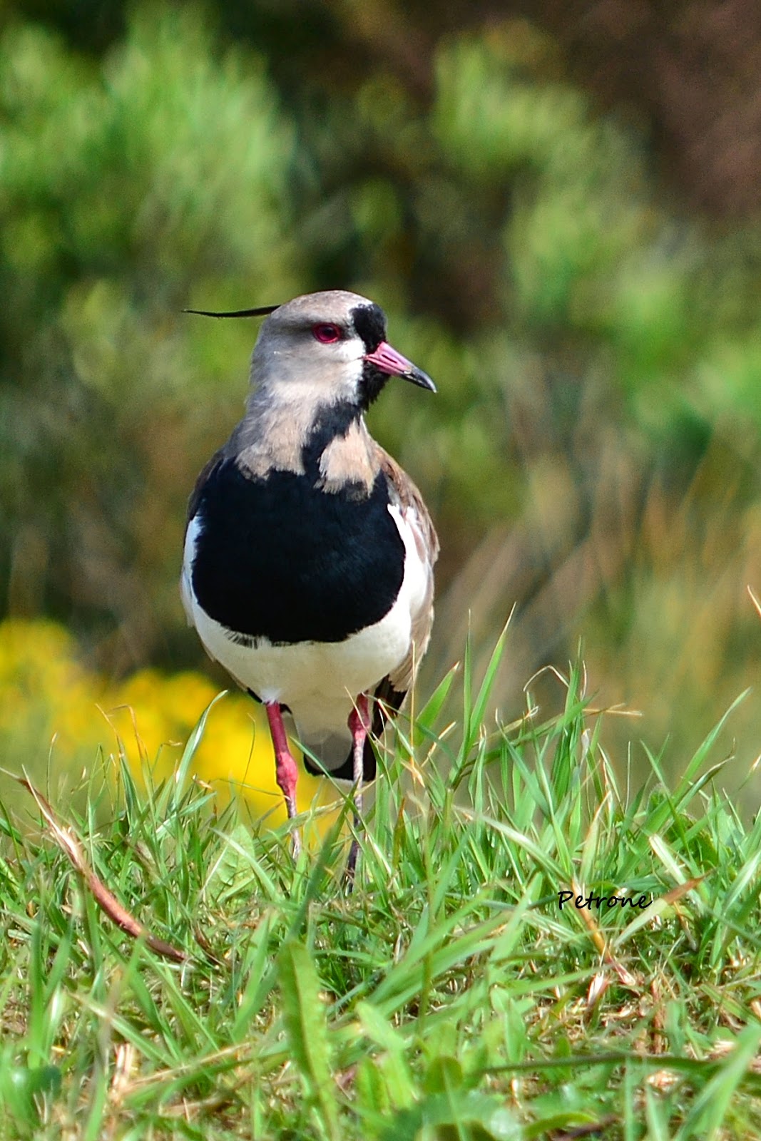 Aves de La Floresta: Tero