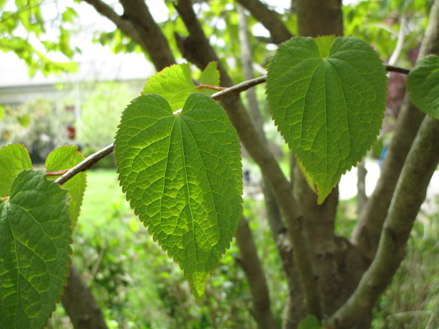 Outside Now: Cordate = Heart💟-Shaped Leaf