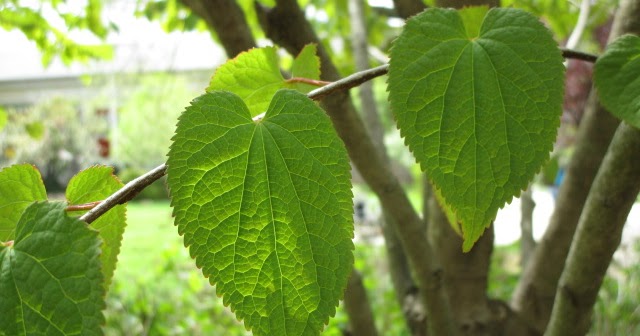 Outside Now: Cordate = Heart💟-Shaped Leaf