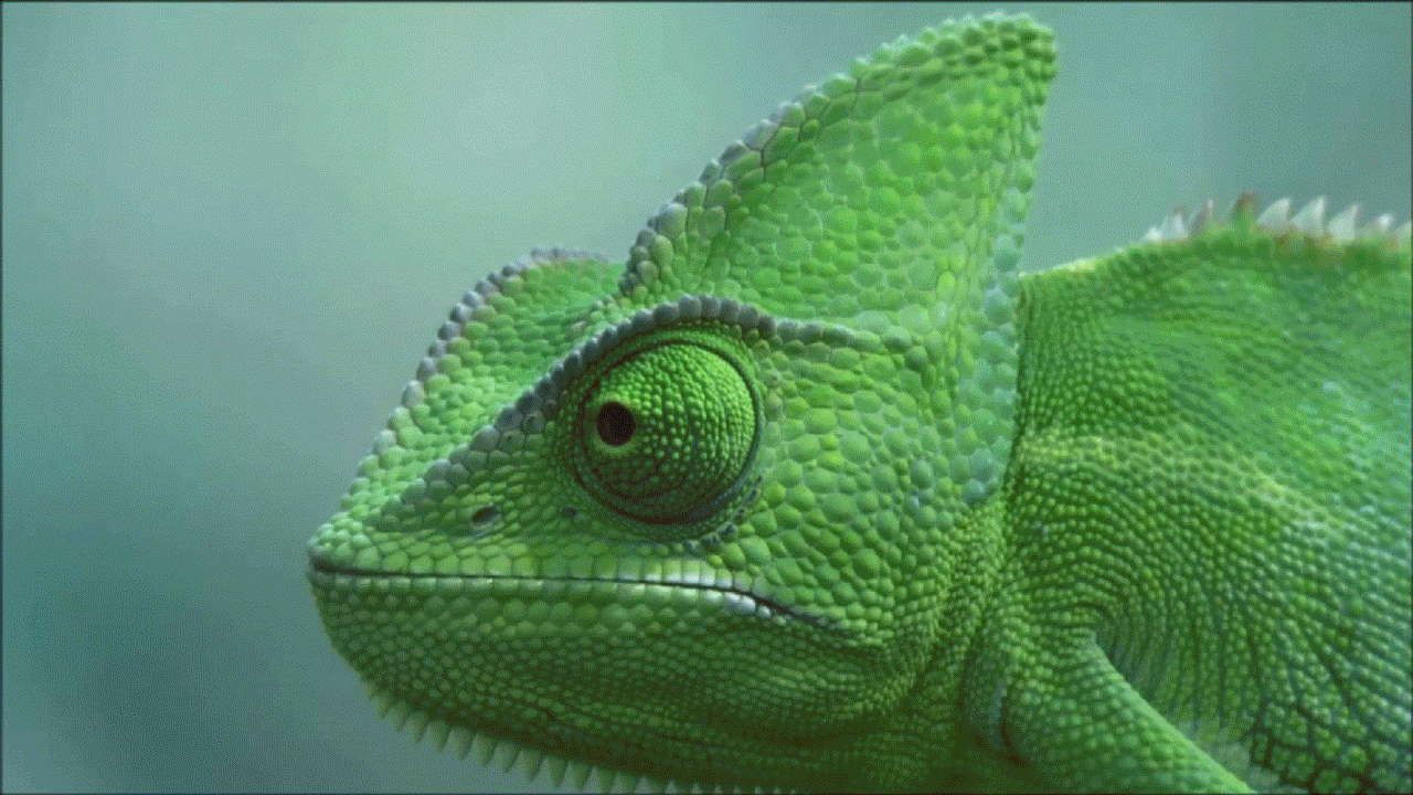 Recuerdos Ajenos de Gerardo García...: Chameleon - Cinemagraph animated GIF