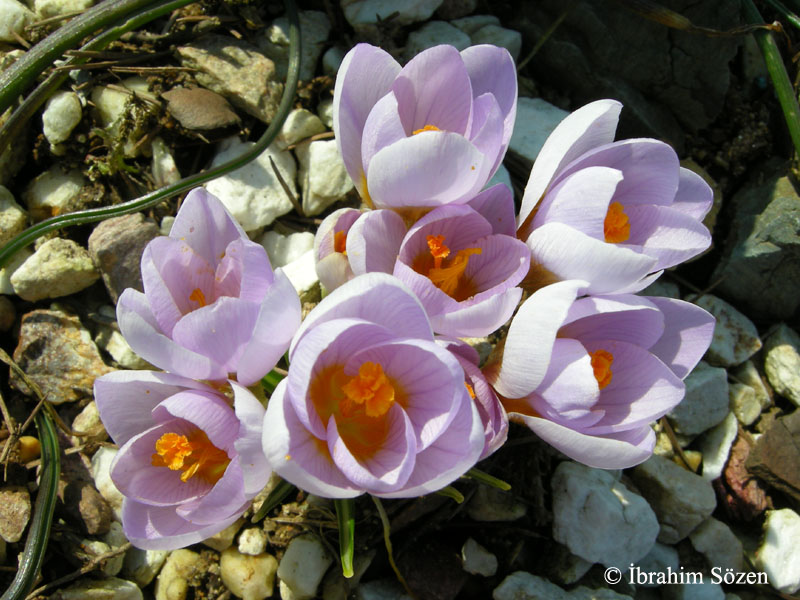 The Country Of Crocuses: Crocus rujanensis