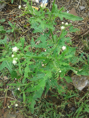 Parthenium Weed (Parthenium hysterophorus) | Innovative farming solutions