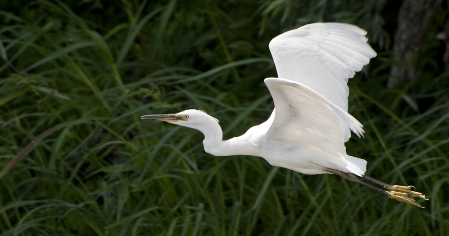 Blogu` lu` Antonik: Egreta mare