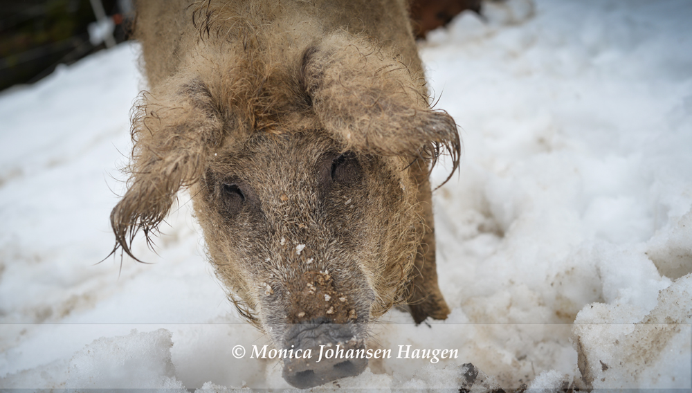 Hobbyfotograf og sykkelfantom: Rødvin og grisebilder