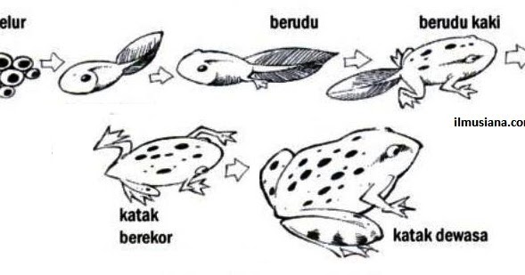 Proses Metamorfosis pada Katak - Ilmusiana
