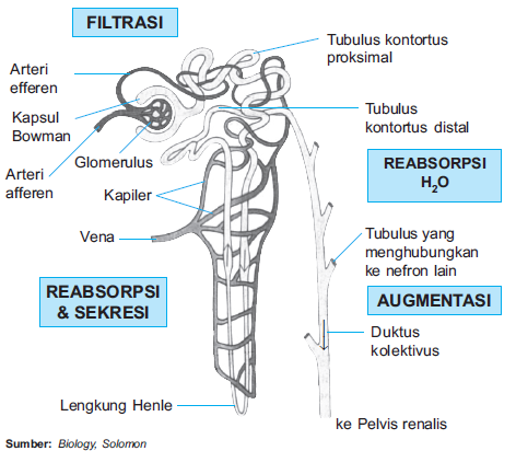 Sistem Ekskresi pada Manusia; Ginjal Gangguan Ekskresi serta ...