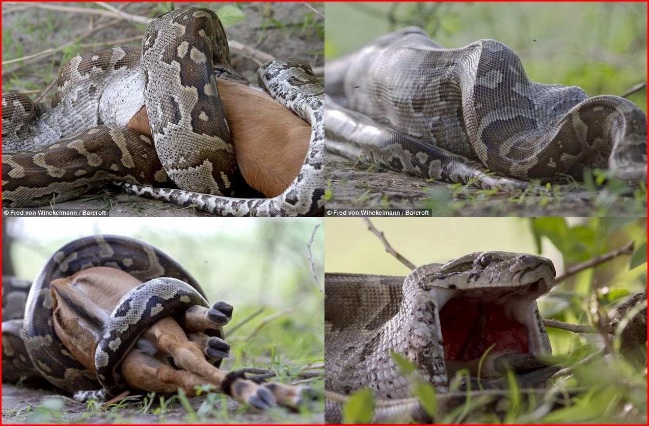 Susan Ibie Blog: Photos: Bizarre Moment As 8-Foot Python Dislocates ...