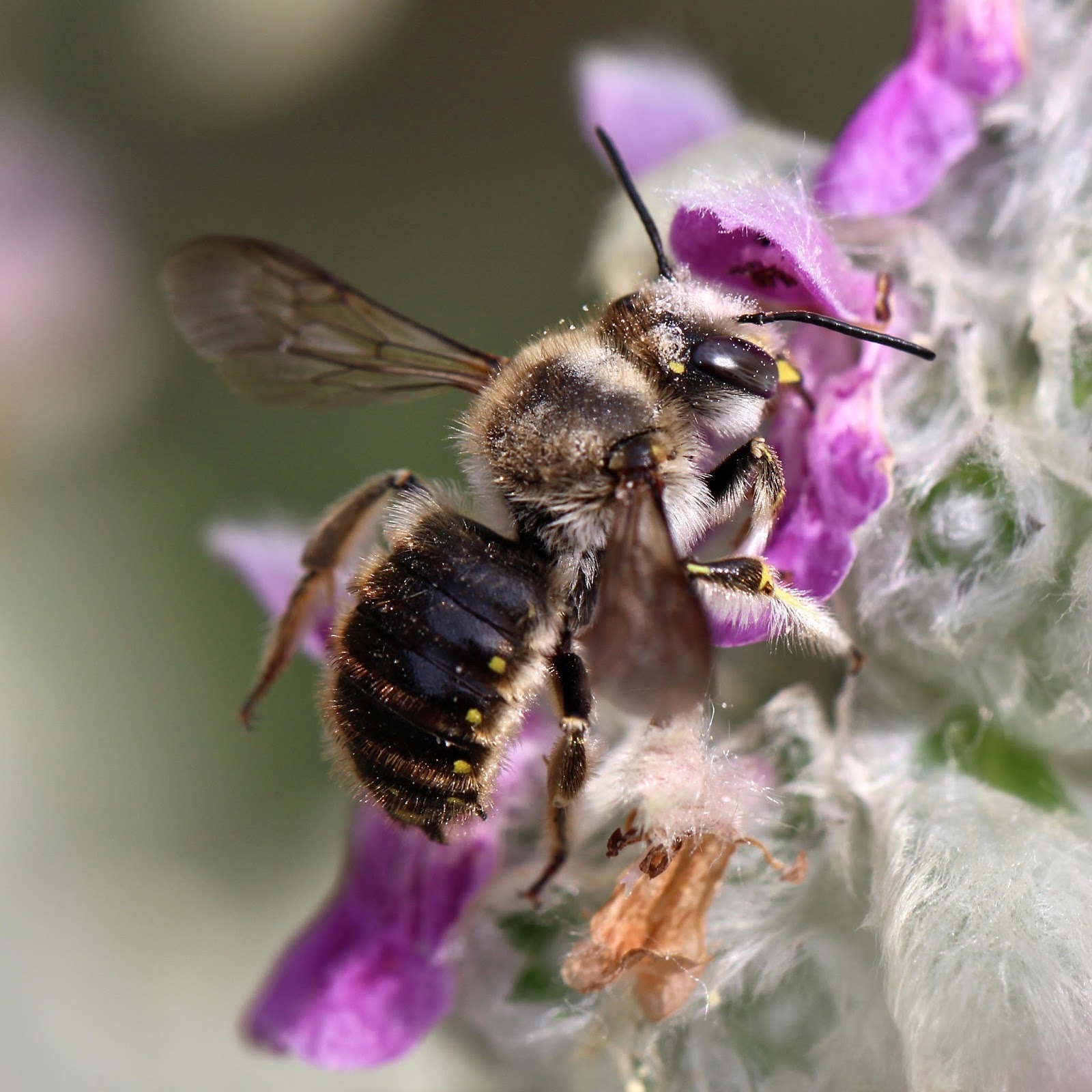 TrogTrogBlog: Bee of the week - Wool-carder bee