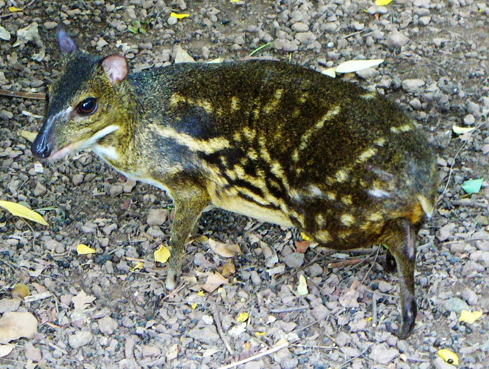 ආයුබෝවන්...Aba Tours..!: MEEMINNA