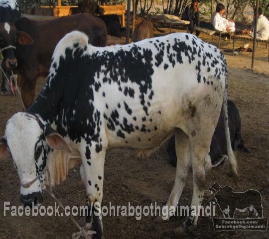 Sohrab Goth Gai Mandi Photos Gallery: Dilpasand Cattle Farm 2012
