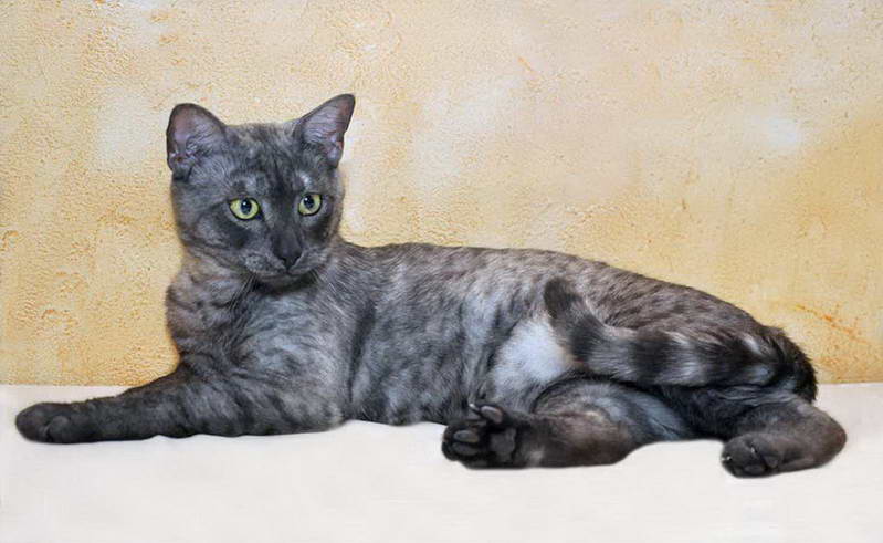 Les chats: Le Mau Egyptien