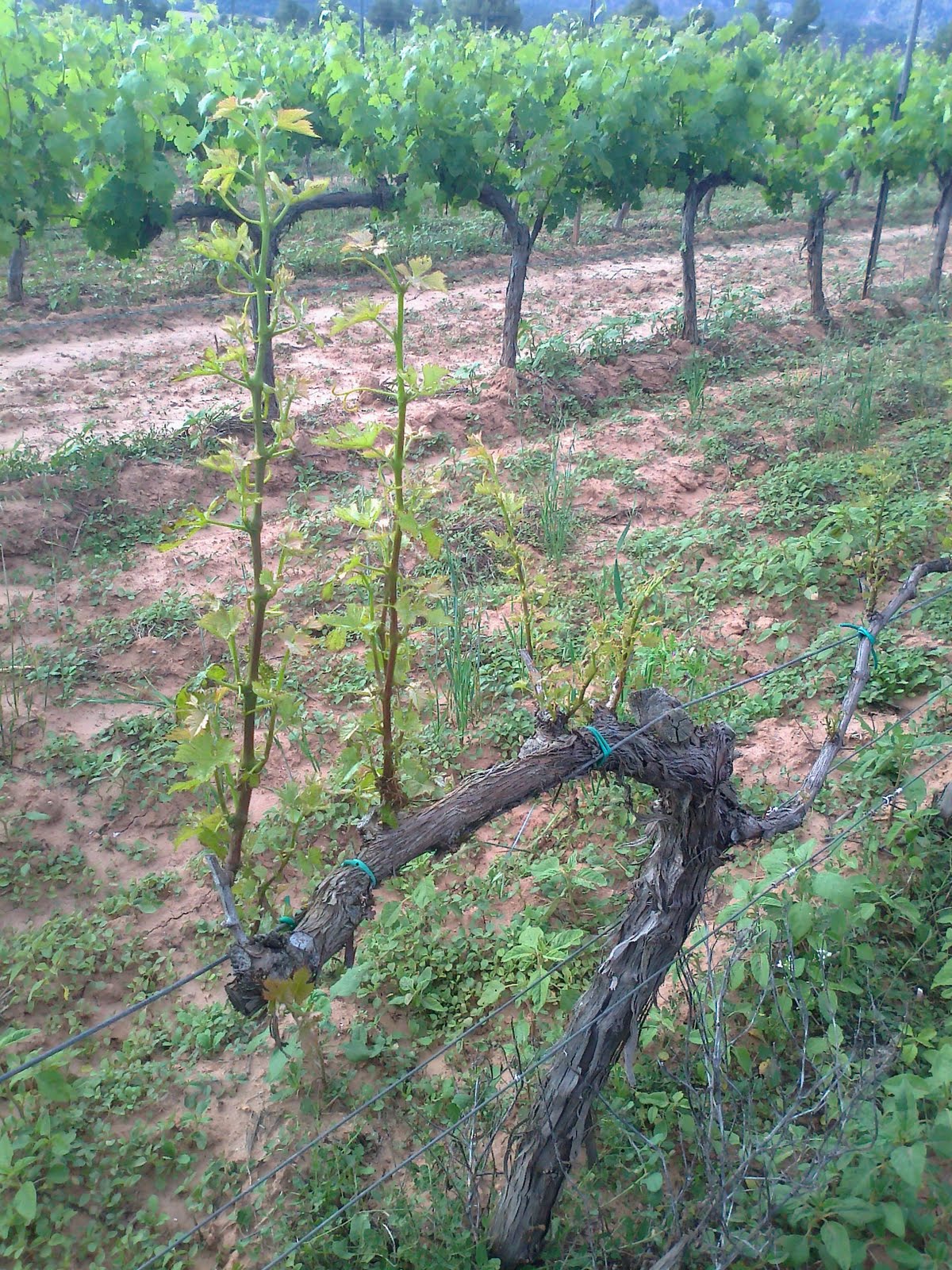 LA VINYA: Malalties de fusta