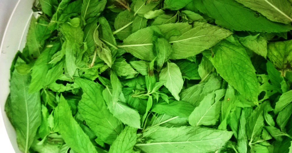 PAPPILAN ELÄMÄÄ: Mehumaijalla mehua