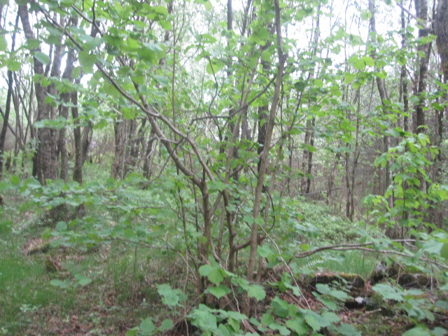Trær jeg liker: Hassel. Åpner dører til andre verdener