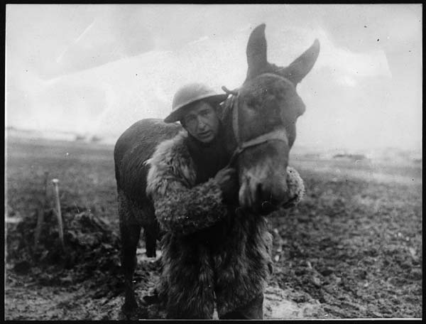 SAALG Blog: War Horse, Army Donkey, Military Mule