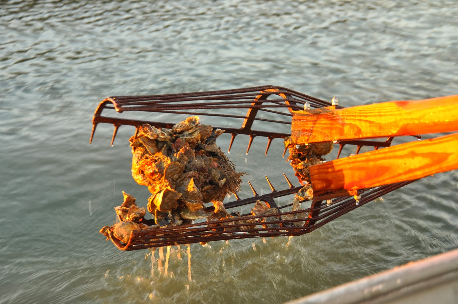 Gathering Oysters: Tonging North Inlet