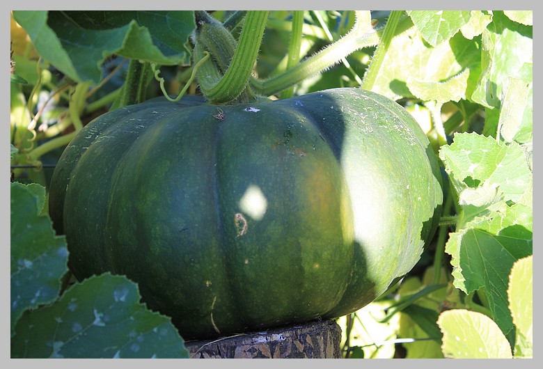 Aux Jardins D'Amélie: Les courges aussi sont au potager