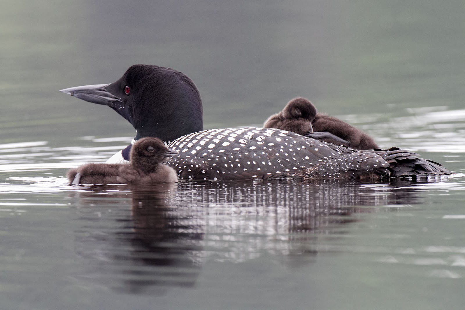 Ann Brokelman Photography: Common Loon and Chicks July 19, 20