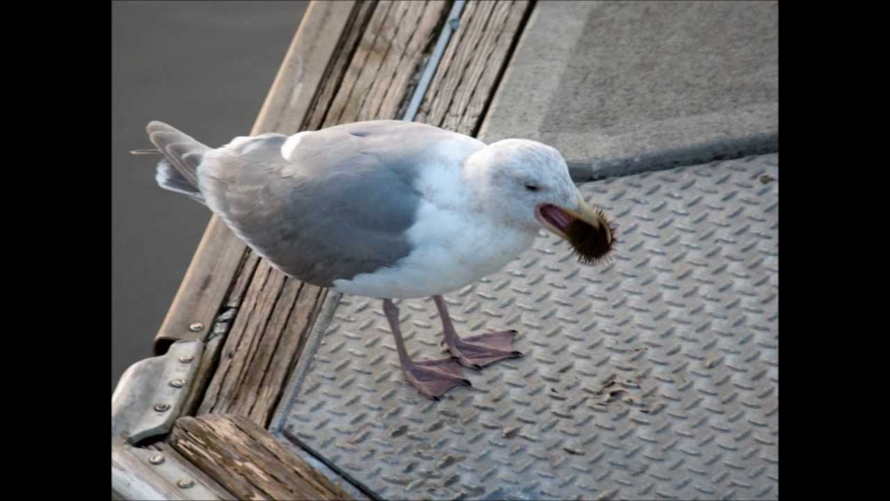 Aqua Action Blog: Things that Sting and How to Avoid Them - Part 1 ...