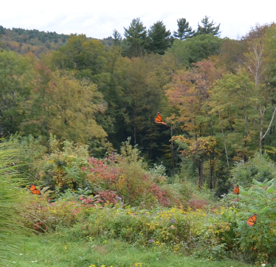 Flower Hill Farm: Wild and Native New England Asters Attract Wildlife