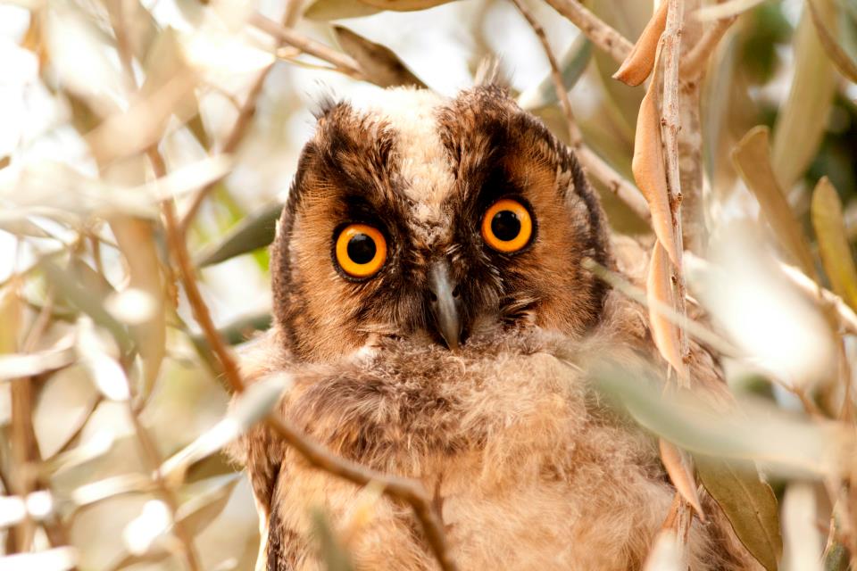 Biodiversity of Cyprus by NGO Protection of the Natural Heritage and ...