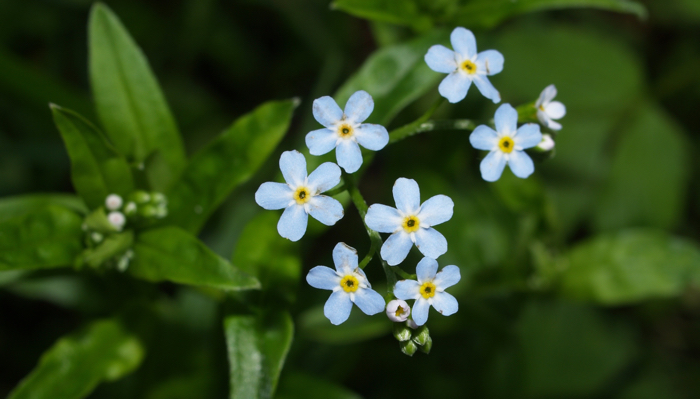 MYOSOTIS, MIOSOTIS O NOMEOLVIDES. Flores silvestres diminutas pero muy ...