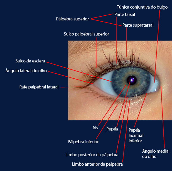 Eye and Ear: Bulbo do olho e pálpebras