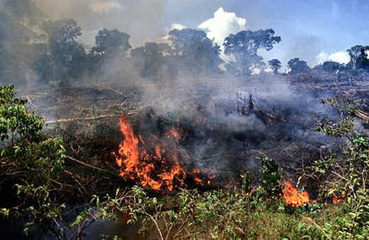 Save The World,Save Humanity: Harmful Effect Of Deforestation