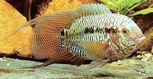 INDONESIAN FRESHWATER FISH COMMUNITY - IFFC: SOUTH AMERICAN CICHLIDS
