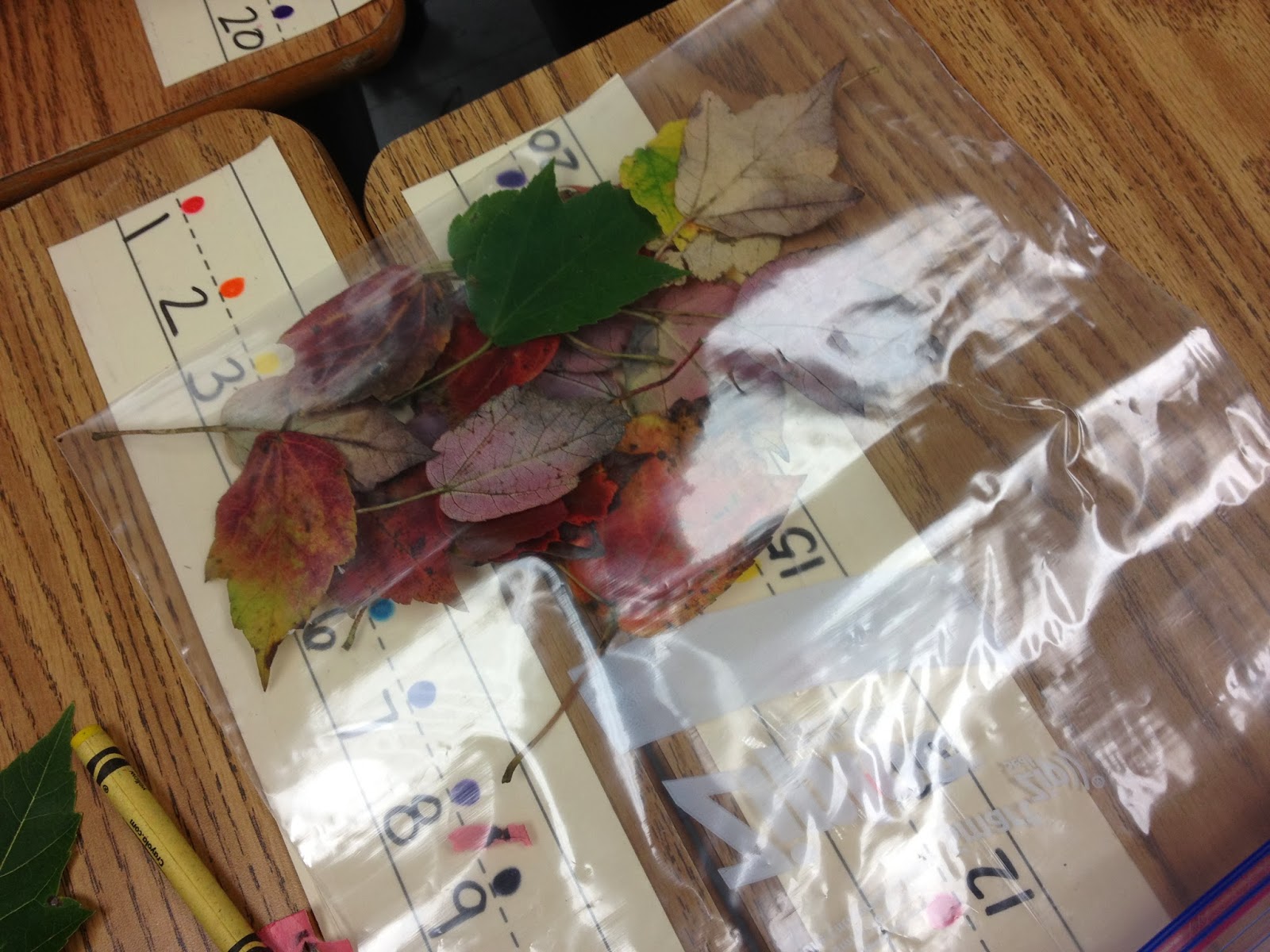The Essential List of Leaf Activities for Math, Art, and Writing ...