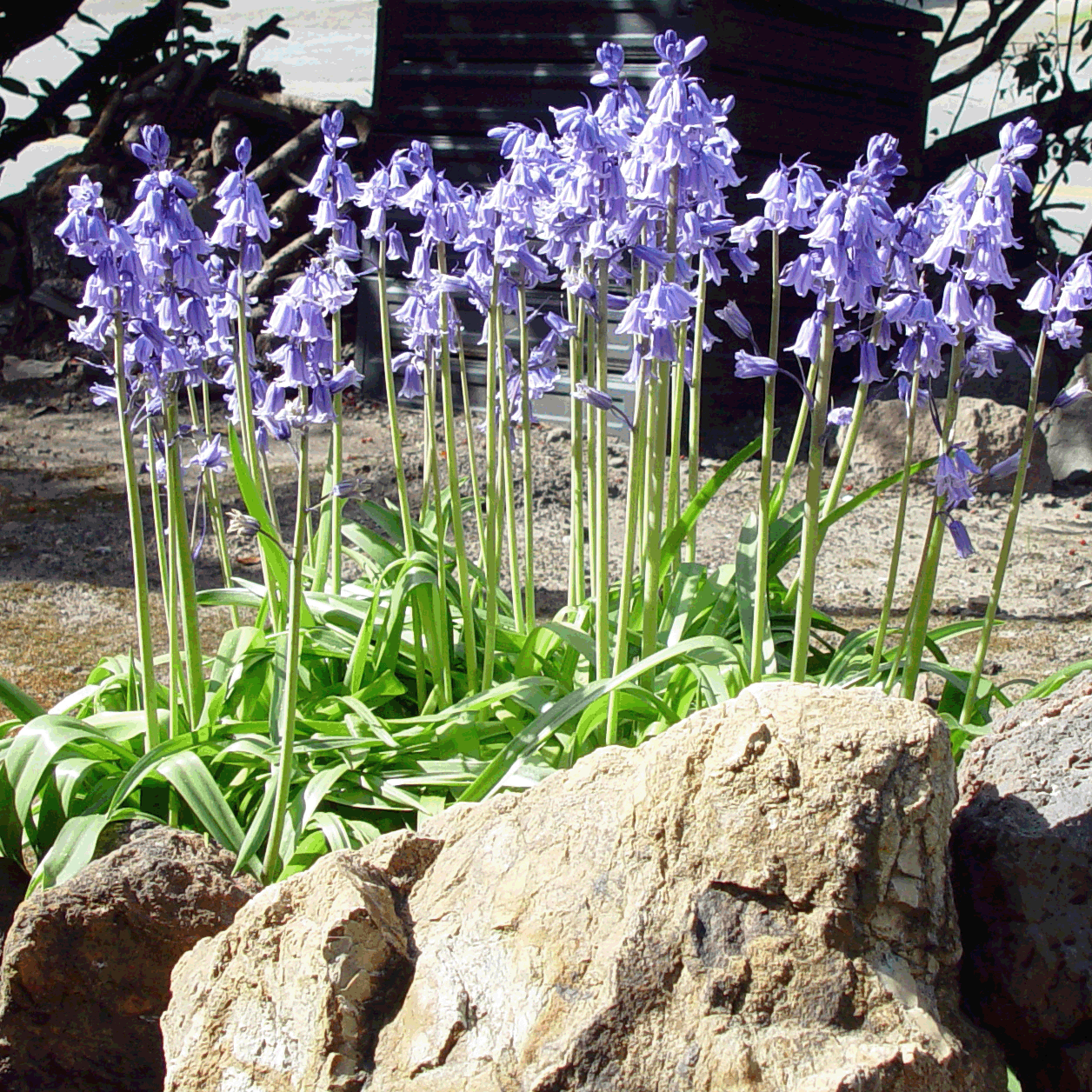 Eden By The Bay: Plants for Clay Soil: Annuals and Bulbs