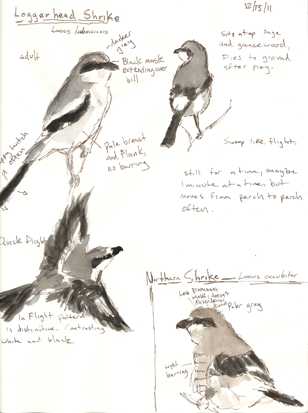 Utah Birders | Birding Blog, Utah Birds, Utah Birding, Utah Bird ID ...