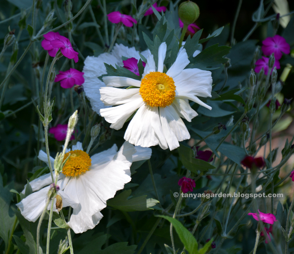 MySecretGarden: My July Garden Pictures