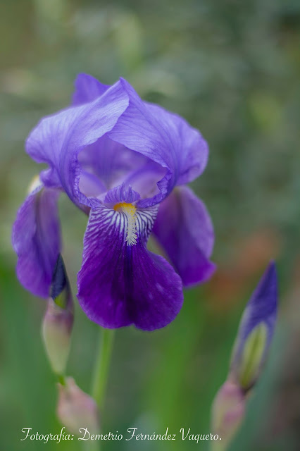 Seis clases de lirios abundantes en Extremadura - 6 fotografías ...