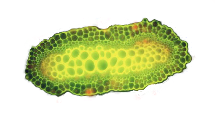 Marta Woo: FEW WORDS ABOUT MOSS...