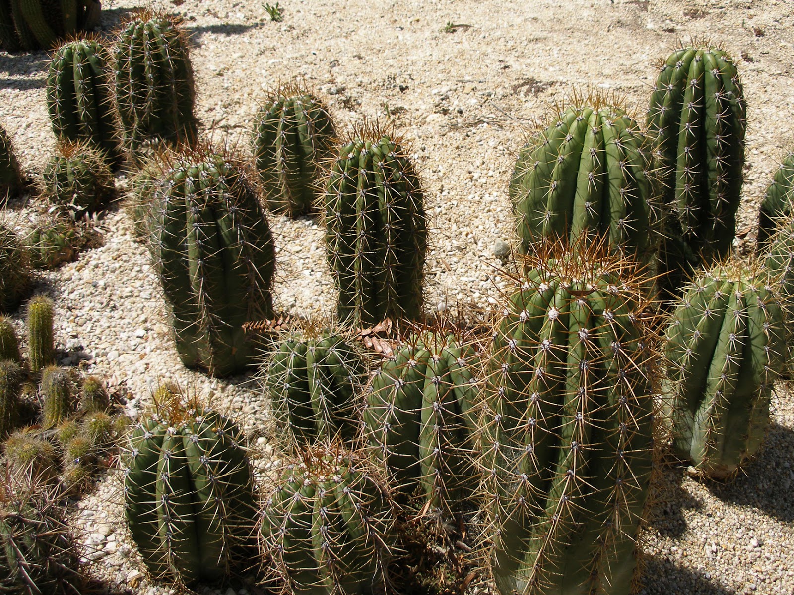 NixPixMix: XEROPHYTES IN GEELONG