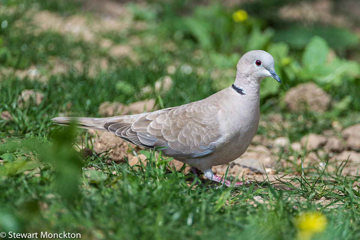 Paying Ready Attention - Photo Gallery: Wild Bird Wednesday 192 ...